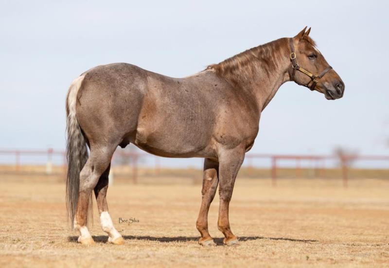 Metallic Rey Mink - Los Jaboncillos Ranch