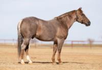 Metallic Rey Mink - Los Jaboncillos Ranch